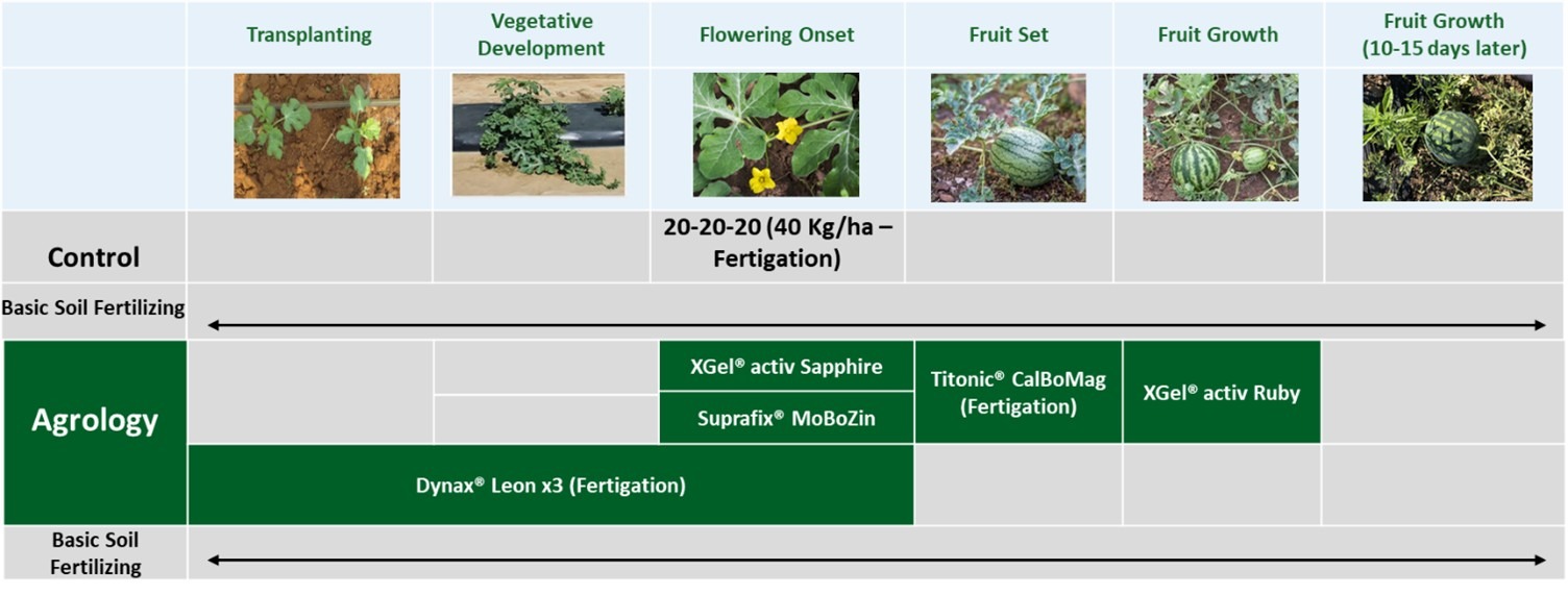 Yield Increase in Watermelon